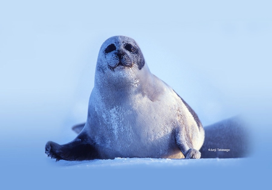 海の環境NPO法人OWS