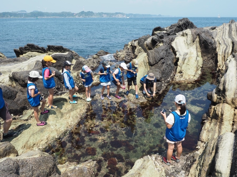 ネイチャースクール三浦【磯･砂浜コース】 | OWSネイチャースクール | 海の環境NPO法人OWS
