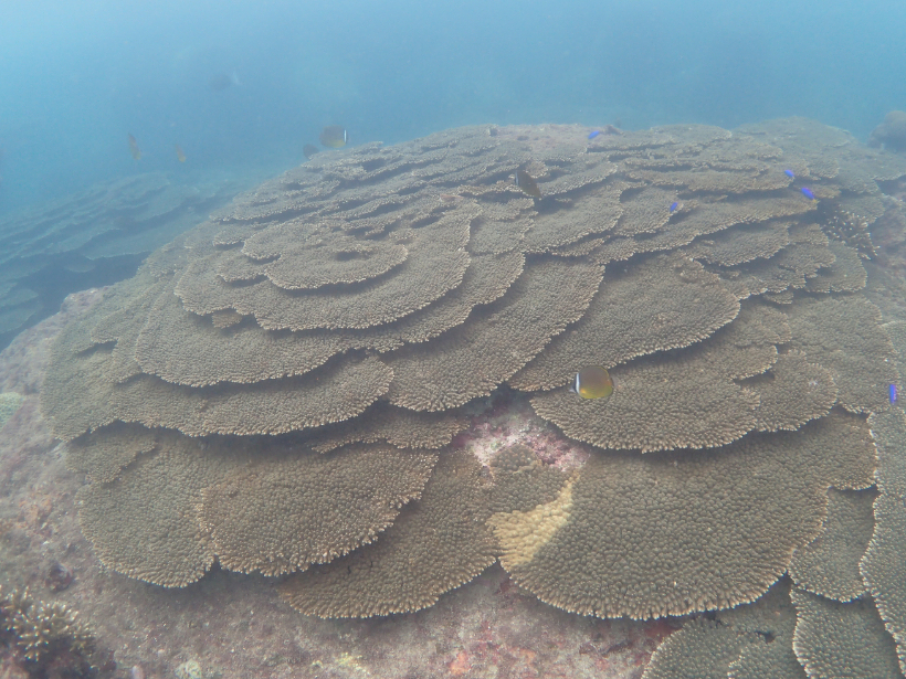 串本調査終了（2025年度） | サンゴ調査＆魚類調査 | 活動BLOG | 海の環境NPO法人OWS