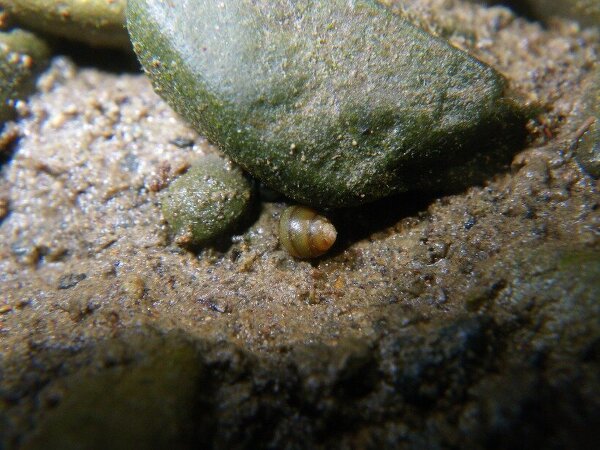 ツブカワザンショウ | 軟体動物門（腹足綱） | ゆかし潟生きもの図鑑 | 海の環境NPO法人OWS