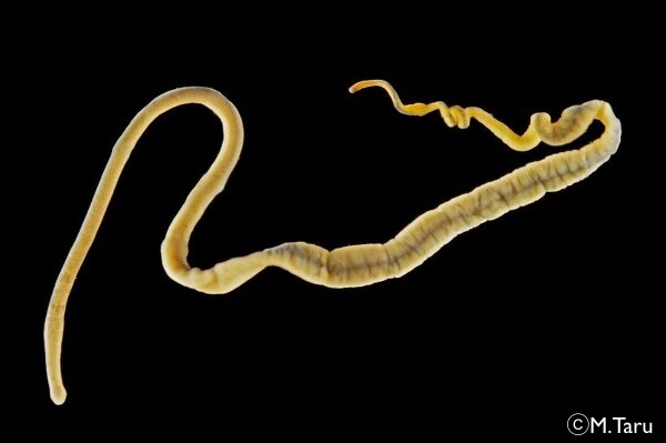 Amphiporus 属?の1種 | 紐形動物門（針紐虫綱） | ゆかし潟生きもの図鑑 | 海の環境NPO法人OWS