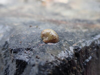 軟体動物門（腹足綱） | ゆかし潟生きもの図鑑 | 海の環境NPO法人OWS